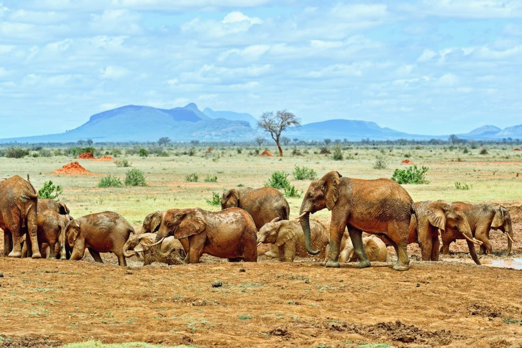 elephants-tsavo-park-kenya-timbuktu-travel | Uganda Safaris